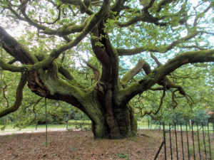Calderstones Park: An Ancient Site with Stone Age Secrets ...