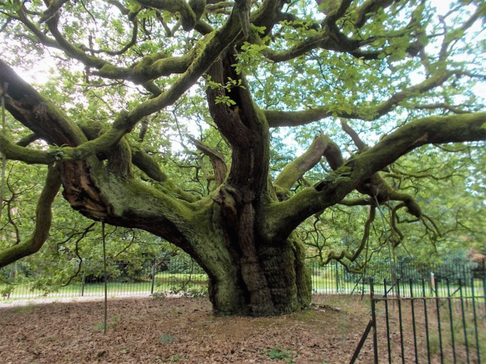 Calderstones Park: An Ancient Site with Stone Age Secrets ...